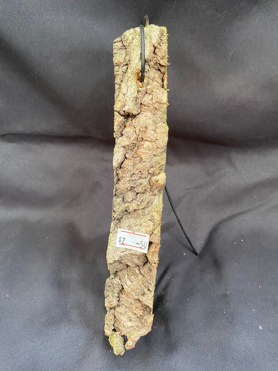 Cork Mount #10 – Bellarine Orchid Farm